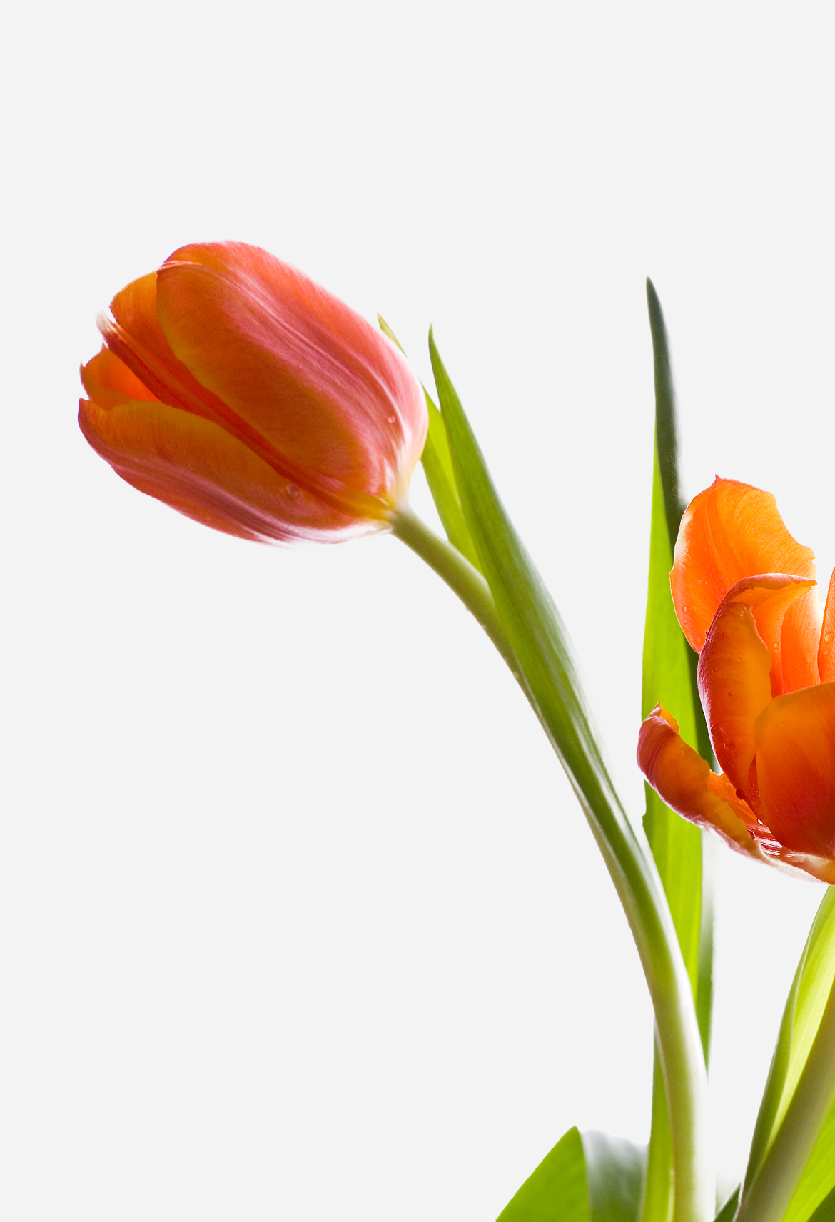 스타라인성형외과:Mobile